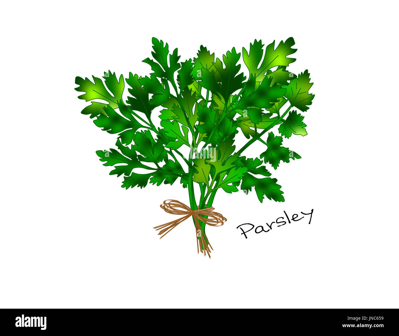 Parsley drawing hi-res stock photography and images - Alamy