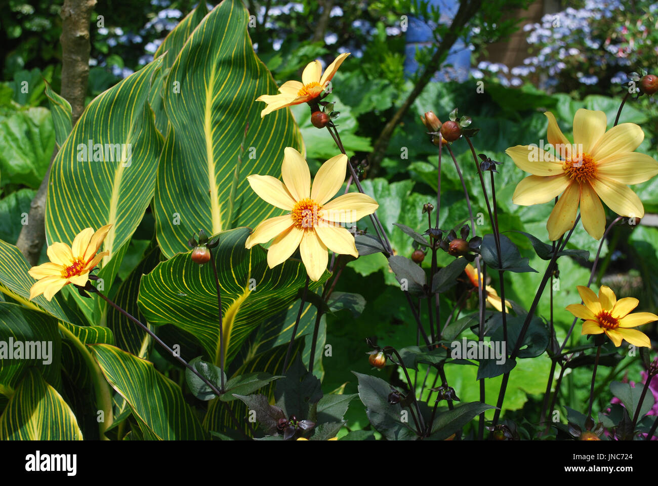 Plants pacific northwest border hi-res stock photography and images - Alamy
