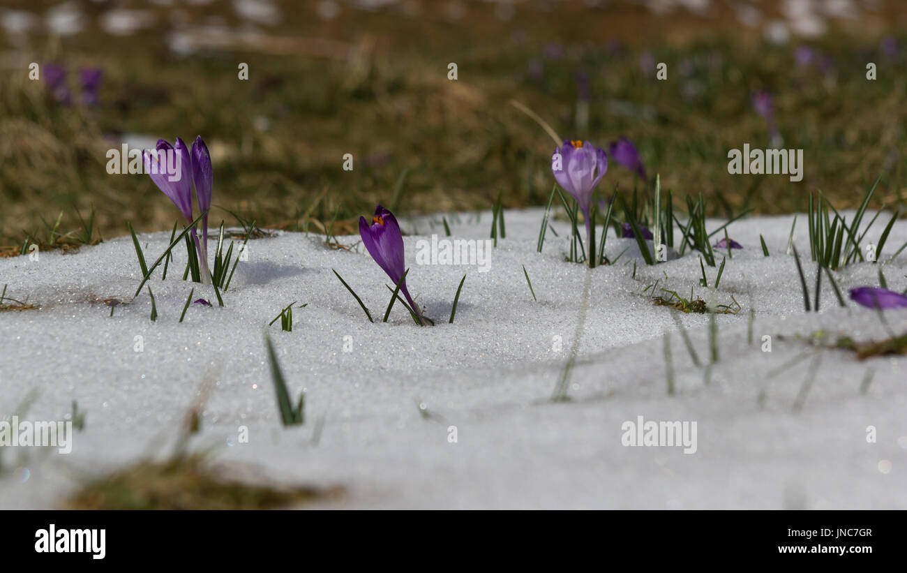 Crocuses snow hi-res stock photography and images - Alamy