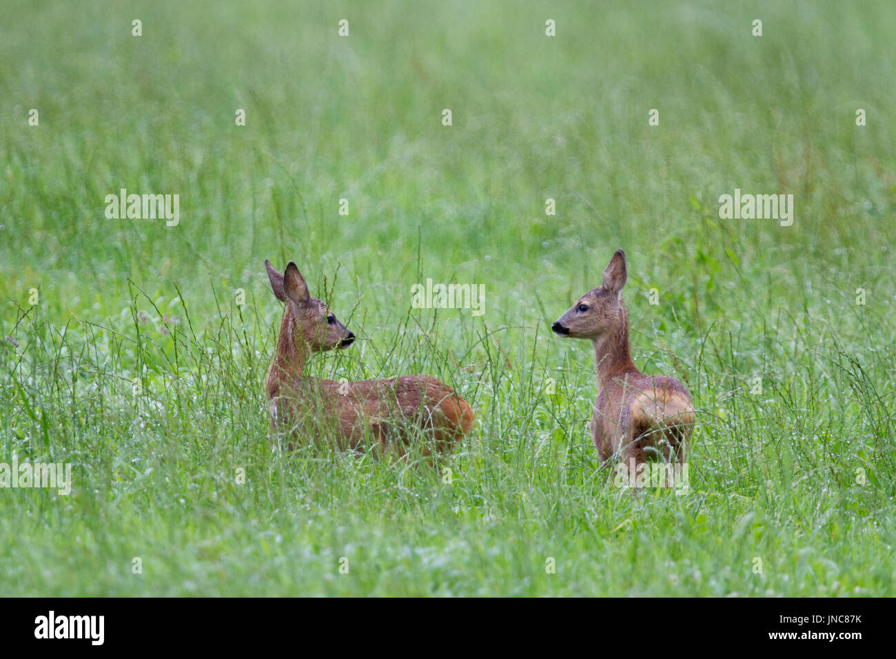 Two Roe deer fawns, twins of about 8 weeks old, in a meadow during a ...