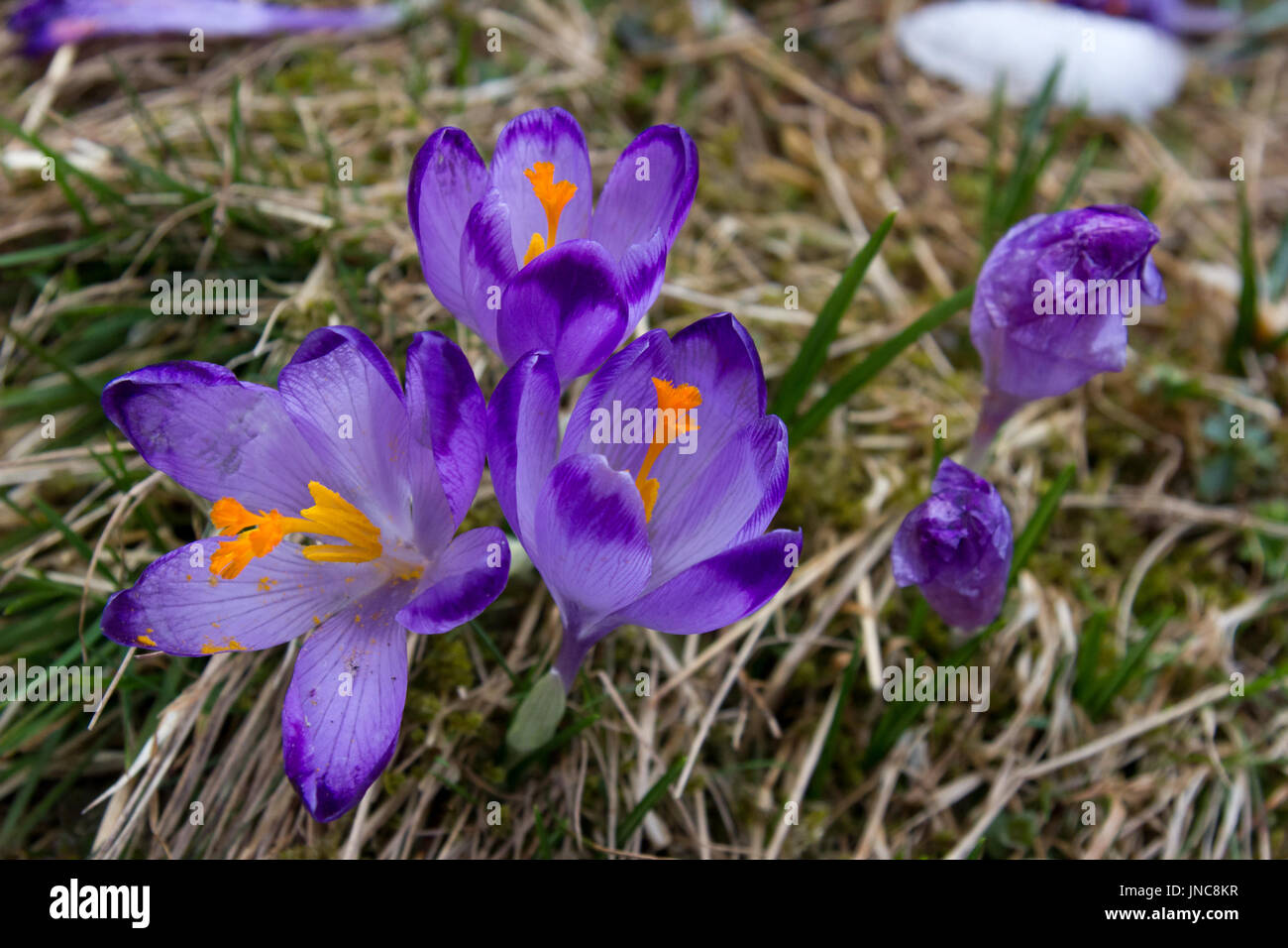 Crocuses in mountain valley in spring Stock Photo - Alamy