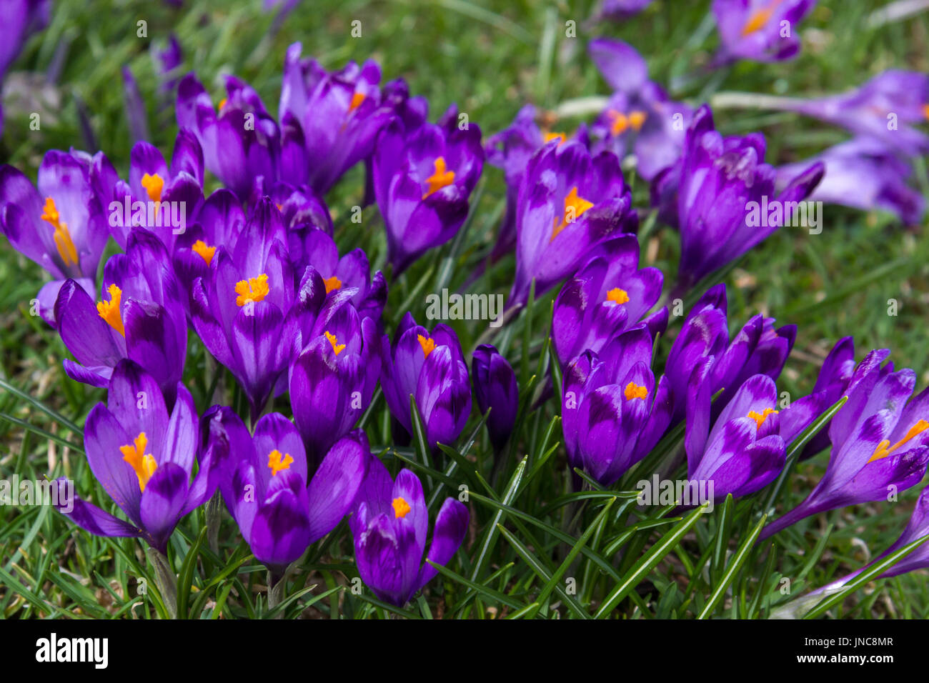 Flower crocuses hi-res stock photography and images - Alamy