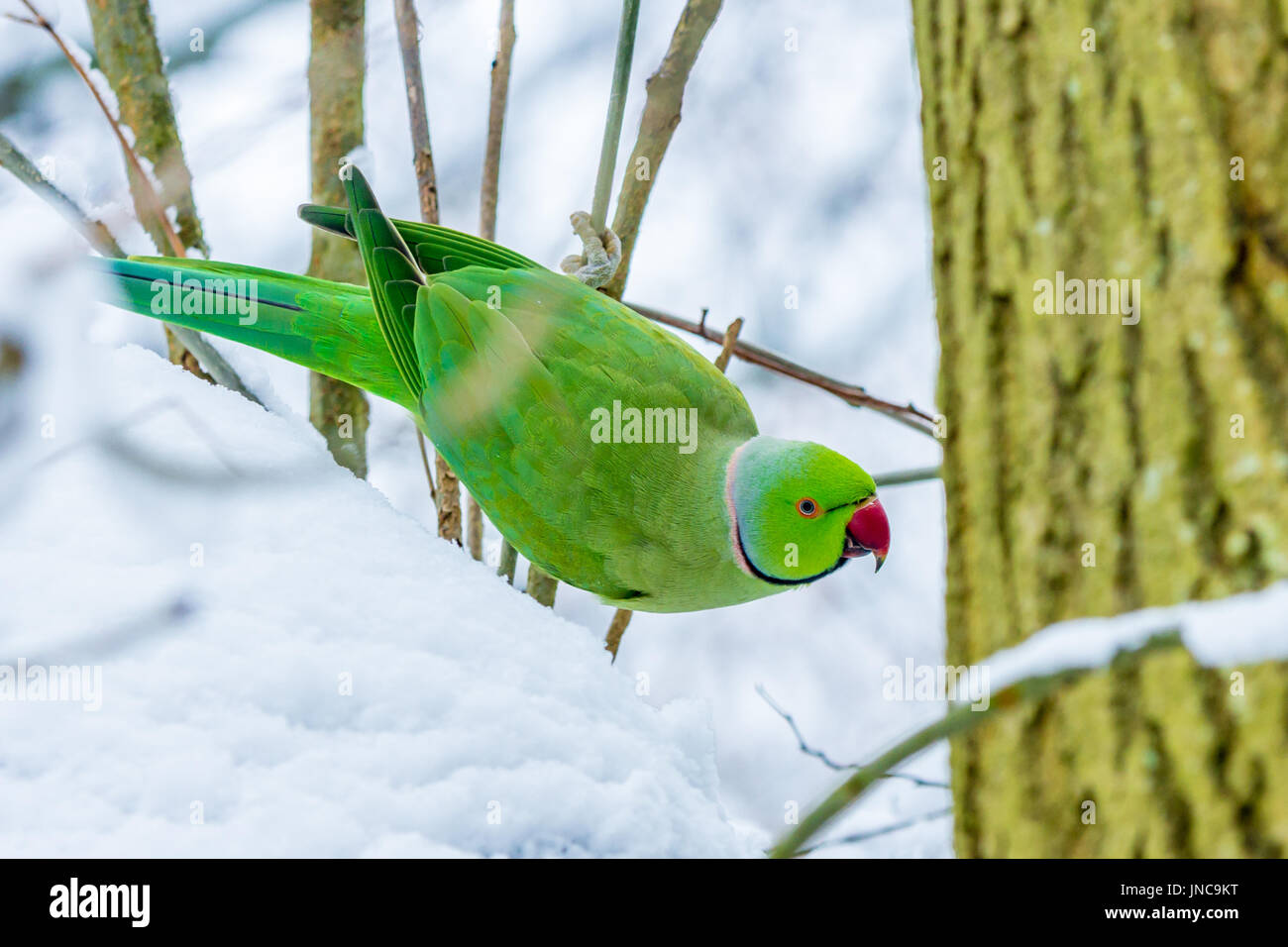 Ring neck parakeet hi-res stock photography and images - Alamy