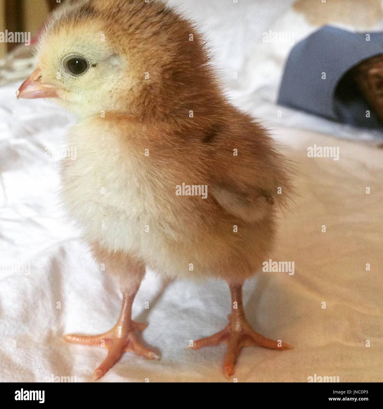 Fuzzy Farm Animal High Resolution Stock Photography and Images - Alamy