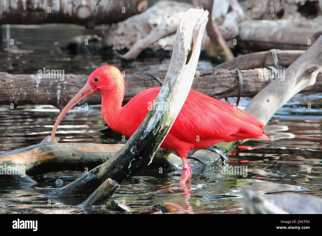 Pink ibis hi-res stock photography and images - Alamy
