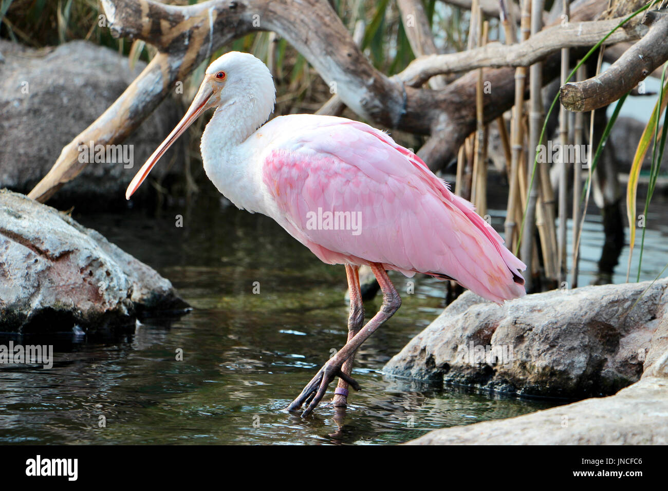 Roseate spoonbill bird hi-res stock photography and images - Alamy
