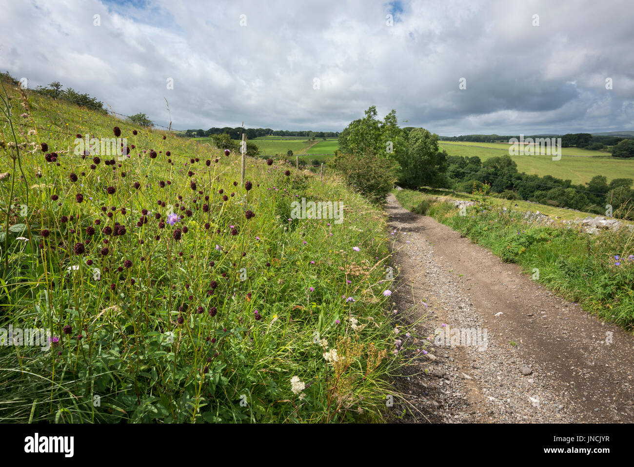 Wildflowers including deep red Great Burnet in a grassy verge in the ...