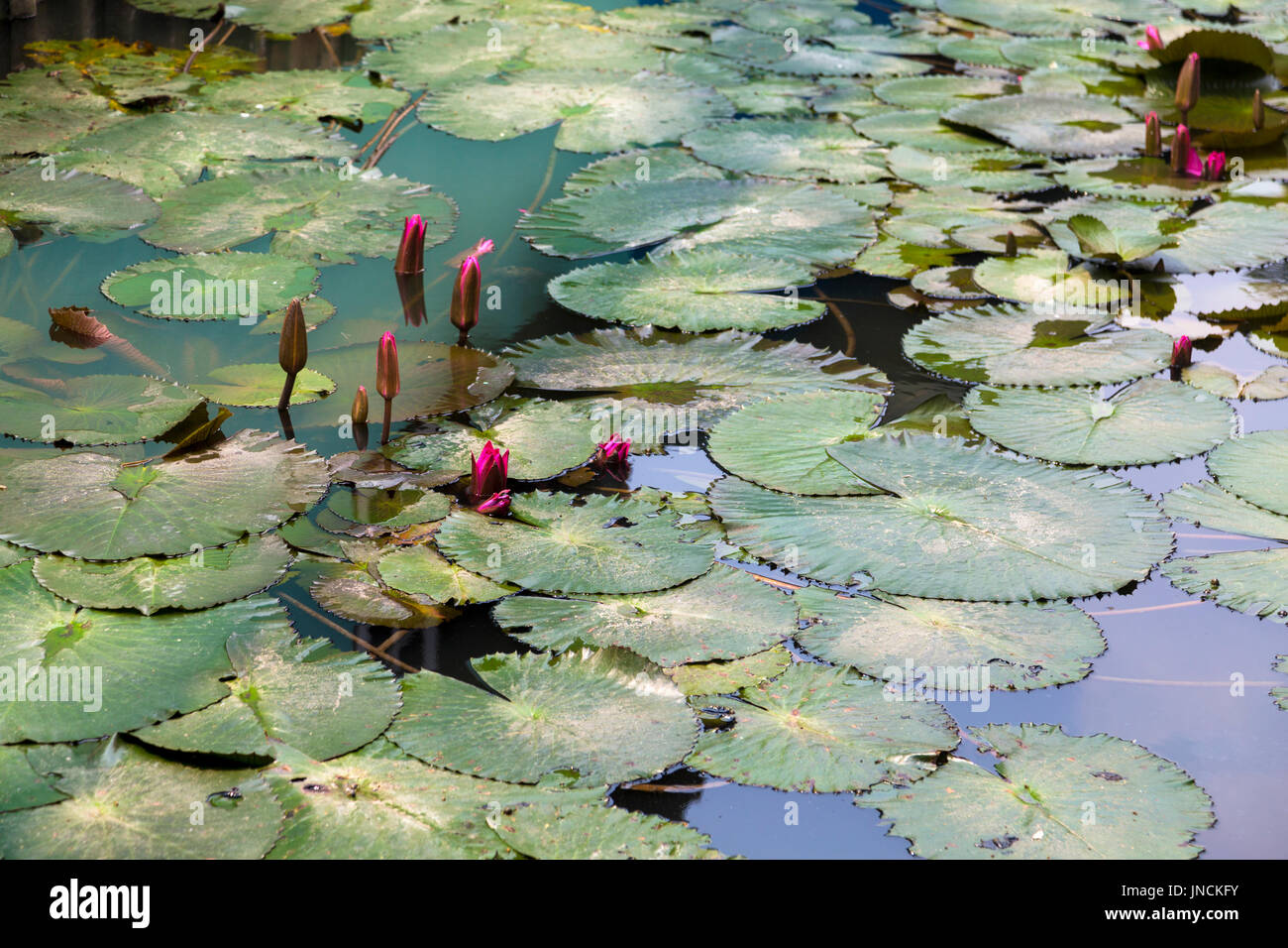 Background image water lily hi-res stock photography and images - Alamy