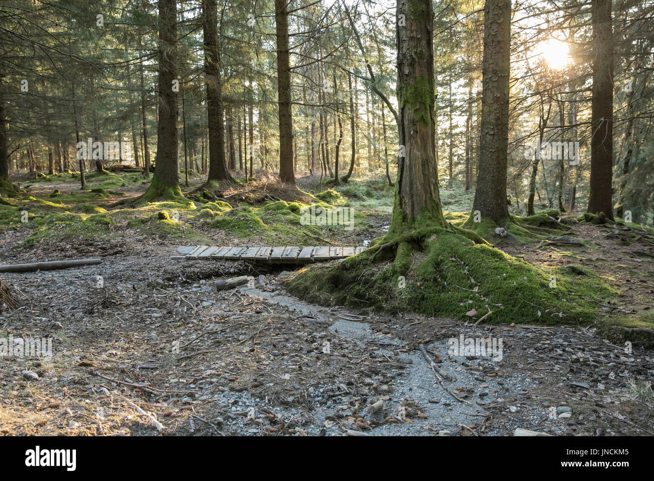 Beautiful forest on the Mount Floyen, Bergen, Norway Stock Photo - Alamy