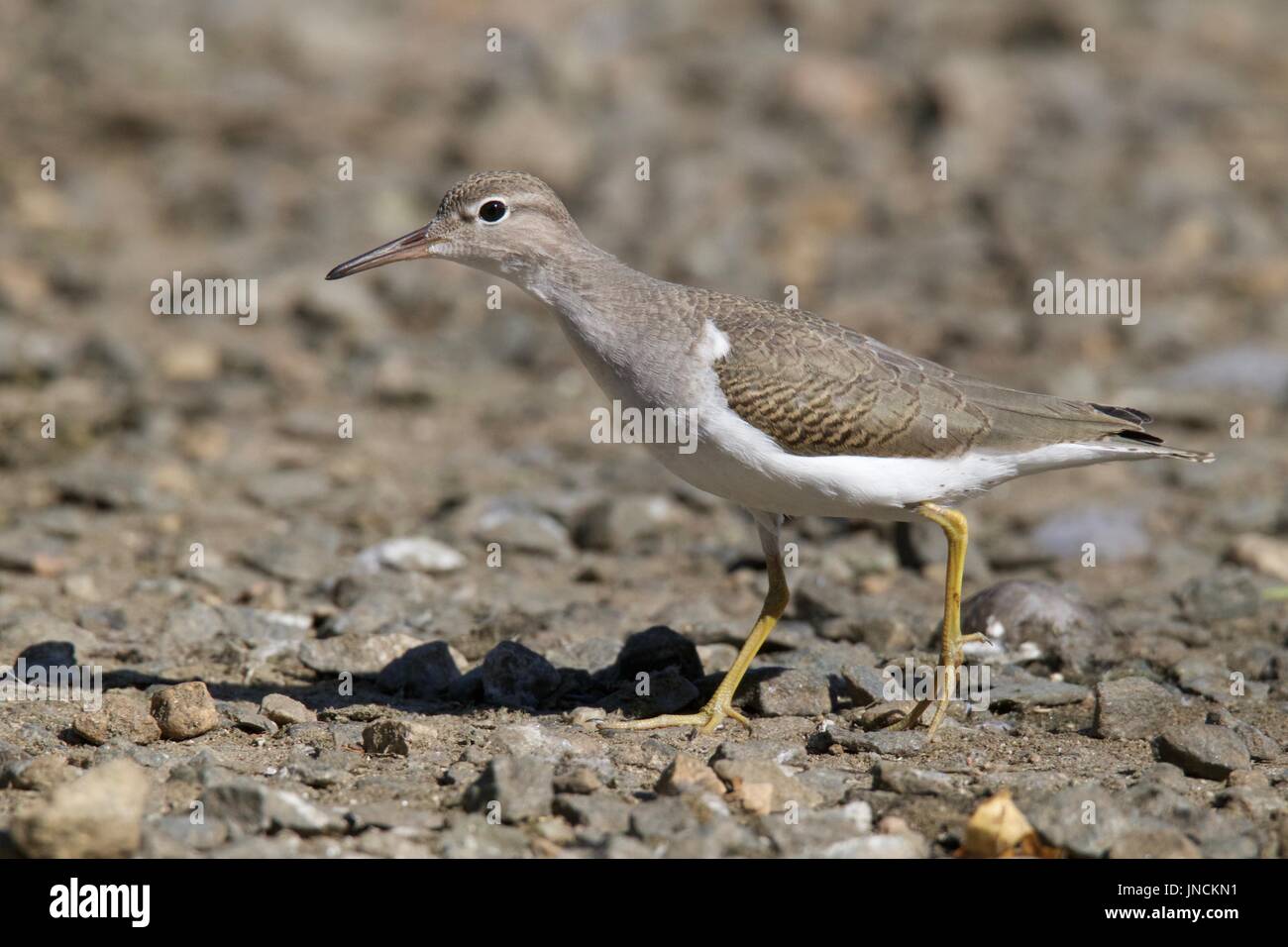Foraging Insects High Resolution Stock Photography and Images - Alamy