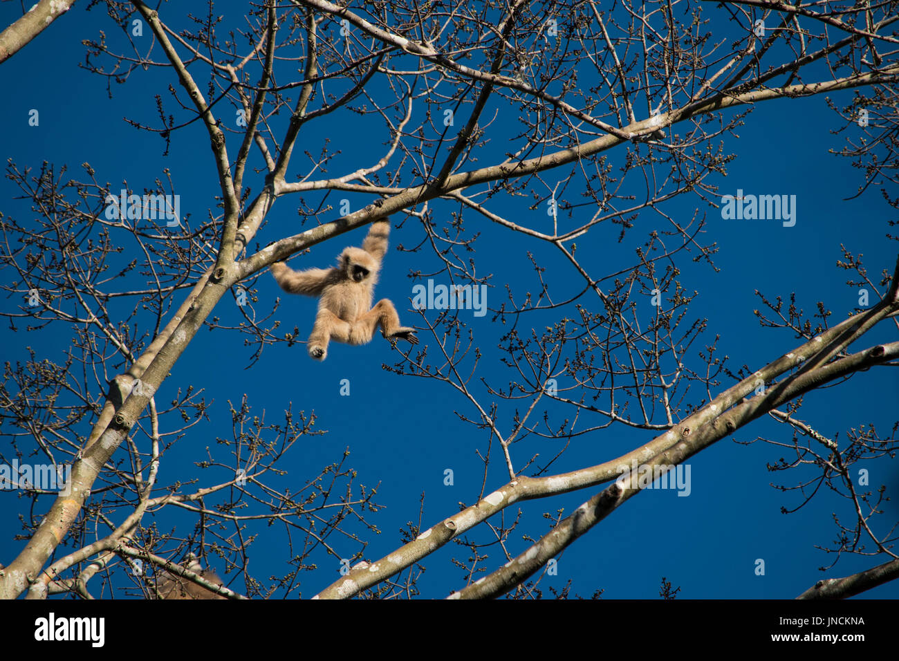 Common gibbon hi-res stock photography and images - Alamy
