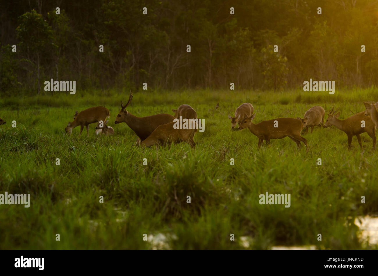 Indian hog deer Stock Photo - Alamy