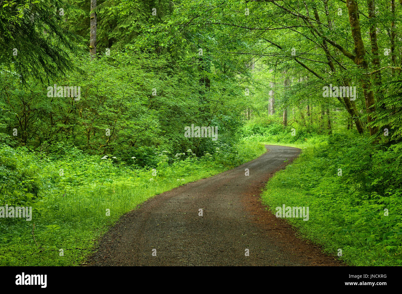 Forest Service Road, Siuslaw National Forest, Coast Range Mountains ...