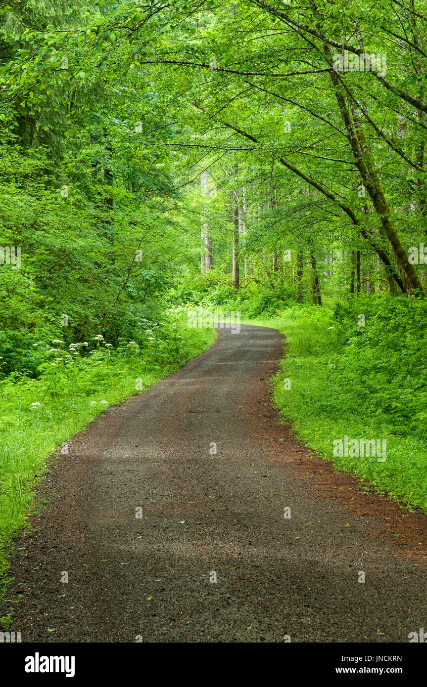 Gravel forest service road hi-res stock photography and images - Alamy