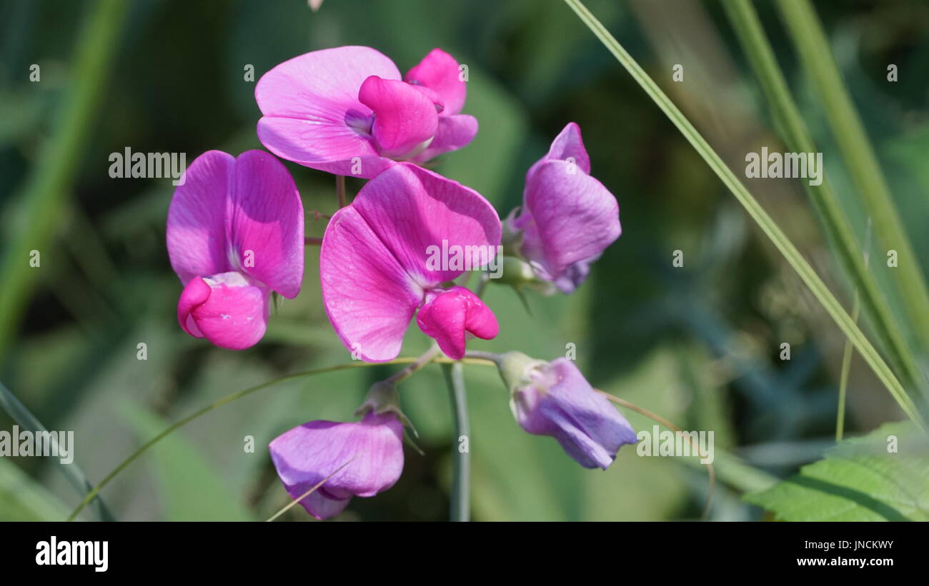 Wild pea flower closeup Stock Photo - Alamy