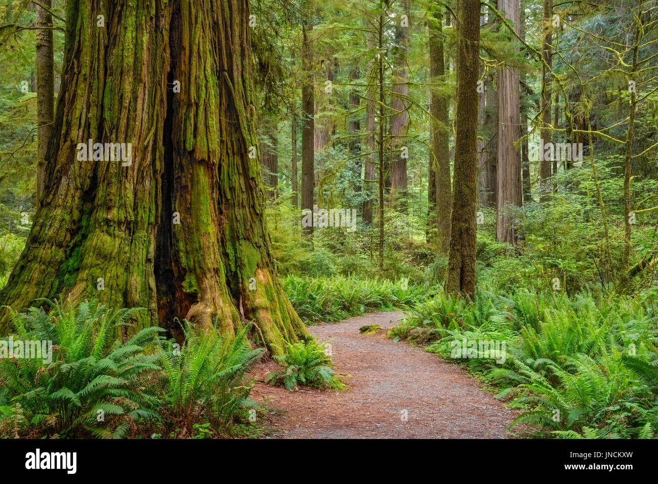 Trail through redwood trees in Simpson-Reed Grove, Jedediah Smith State ...