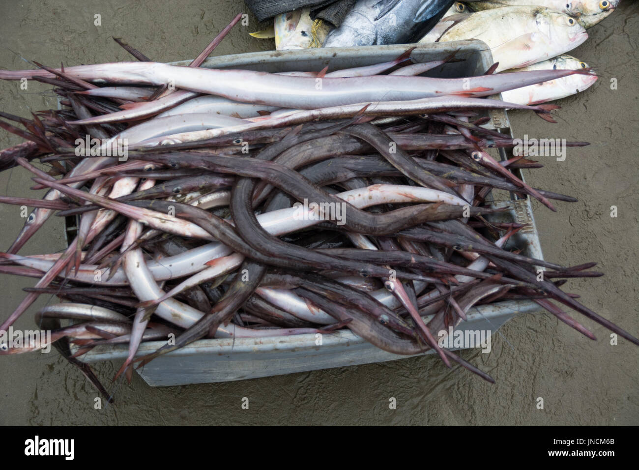 Tuna ecuador hi-res stock photography and images - Alamy