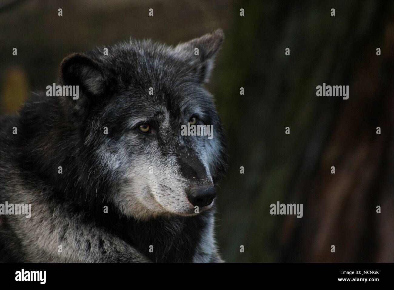 Timber wolf pack hi-res stock photography and images - Alamy