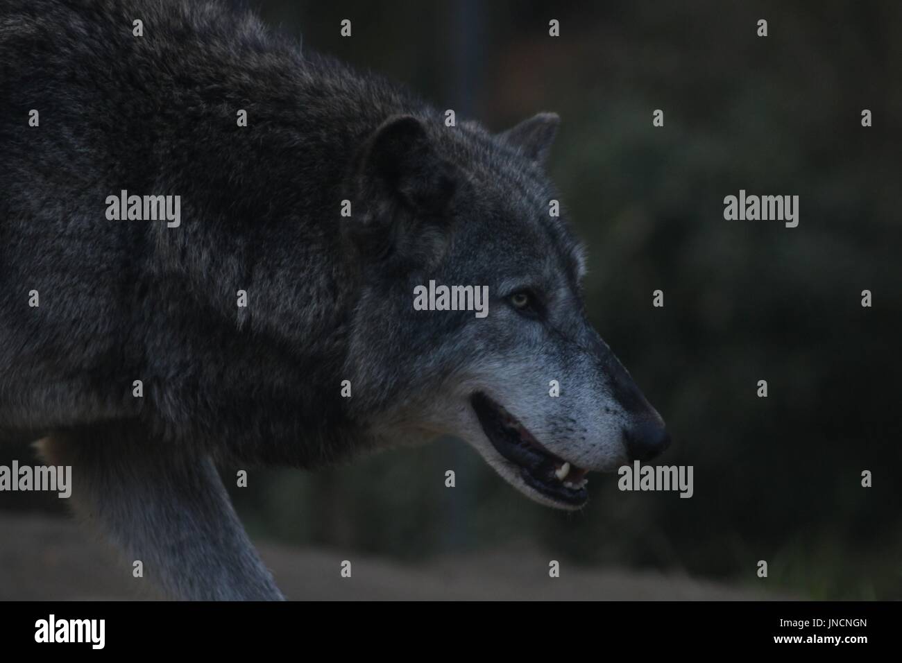 Wolf pack running hi-res stock photography and images - Alamy