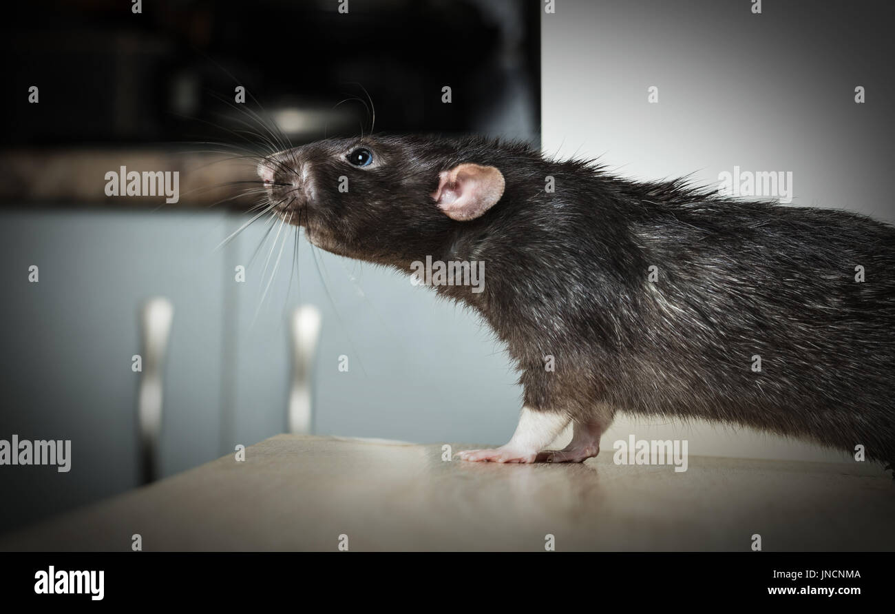 Rat animal table hi-res stock photography and images - Alamy