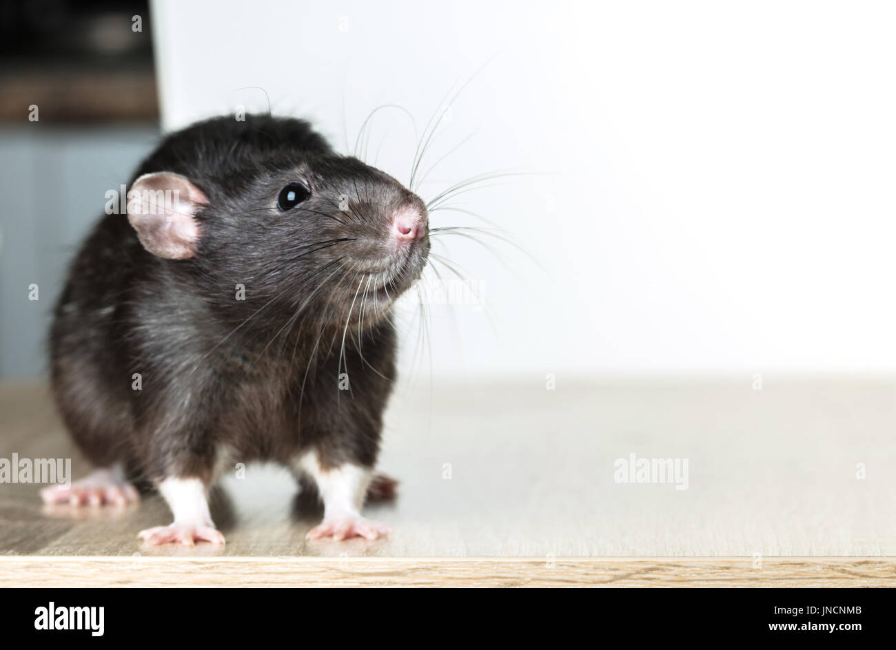 Rat animal table hi-res stock photography and images - Alamy