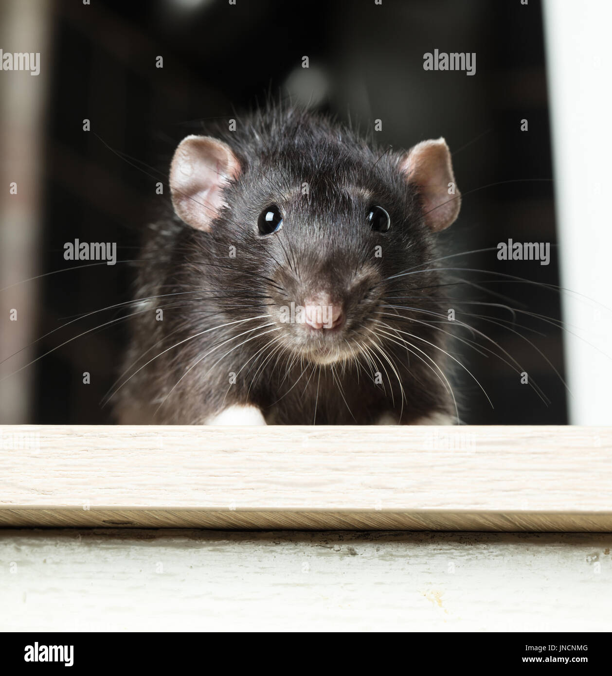 Rat animal table hi-res stock photography and images - Alamy