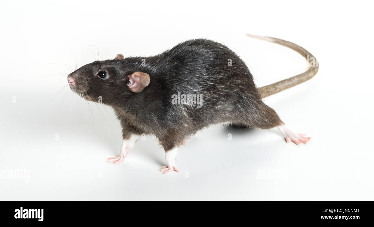 Animal gray rat close-up on white background Stock Photo - Alamy