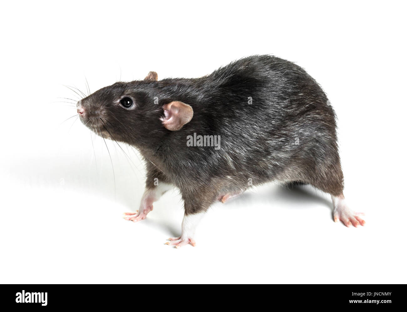 Animal gray rat close-up on white background Stock Photo - Alamy