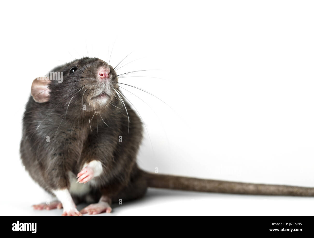 Rats Cut Out Stock Images & Pictures - Alamy