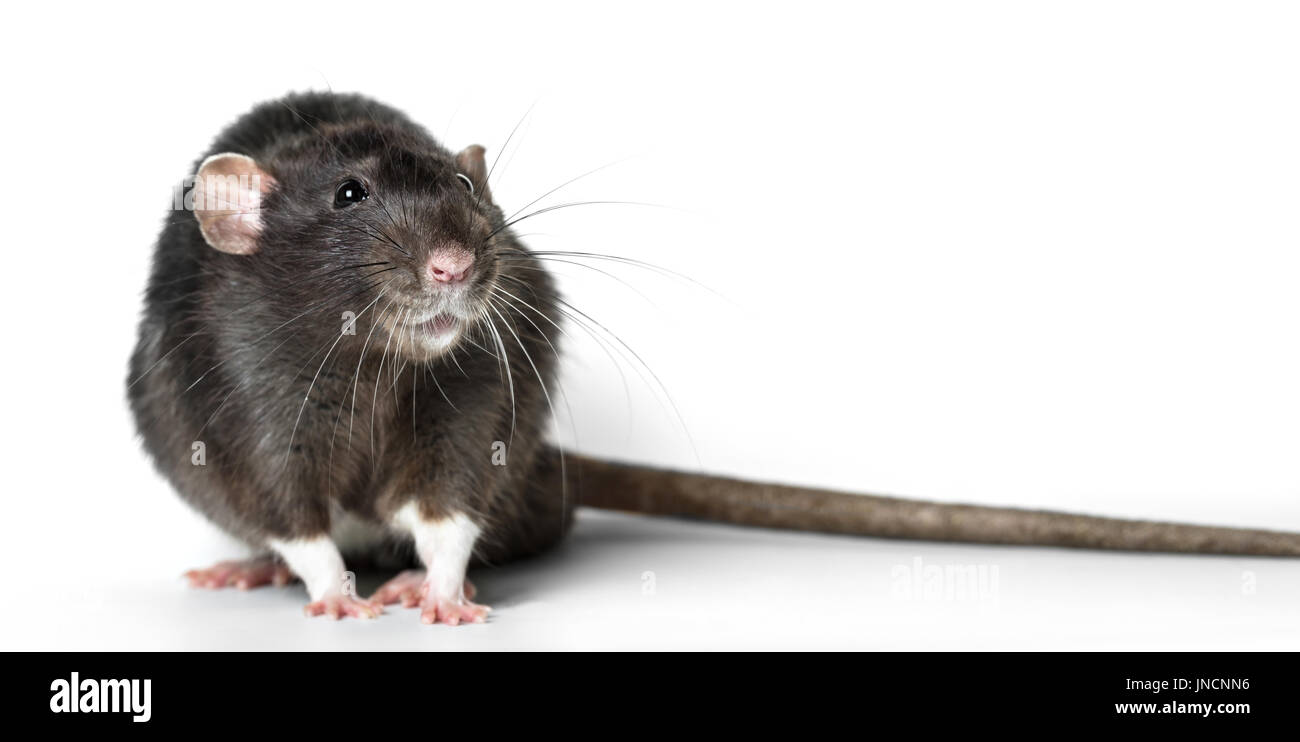 Animal gray rat close-up on white background Stock Photo - Alamy