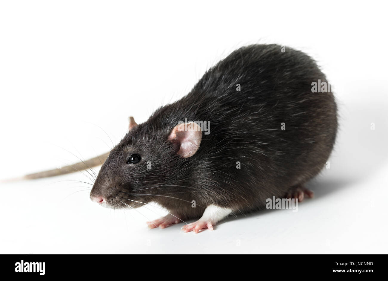 Animal gray rat close-up on white background Stock Photo - Alamy