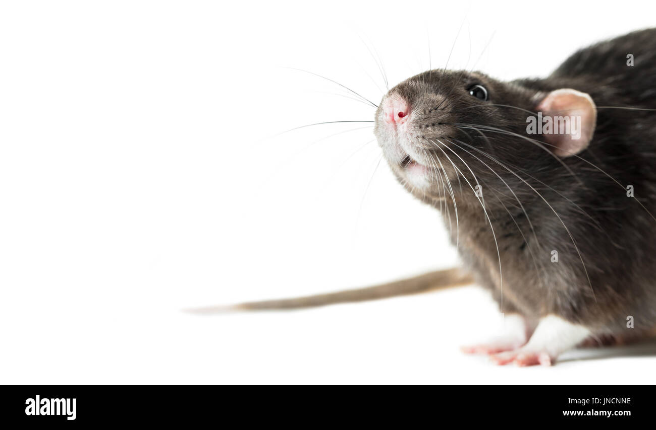 Animal gray rat close-up on white background Stock Photo - Alamy
