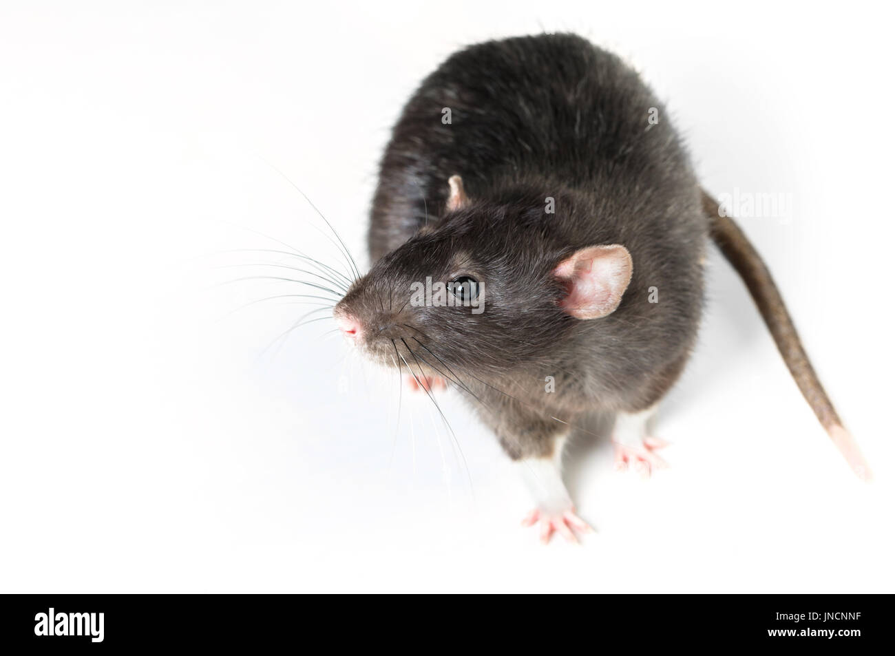 Animal gray rat close-up on white background Stock Photo - Alamy