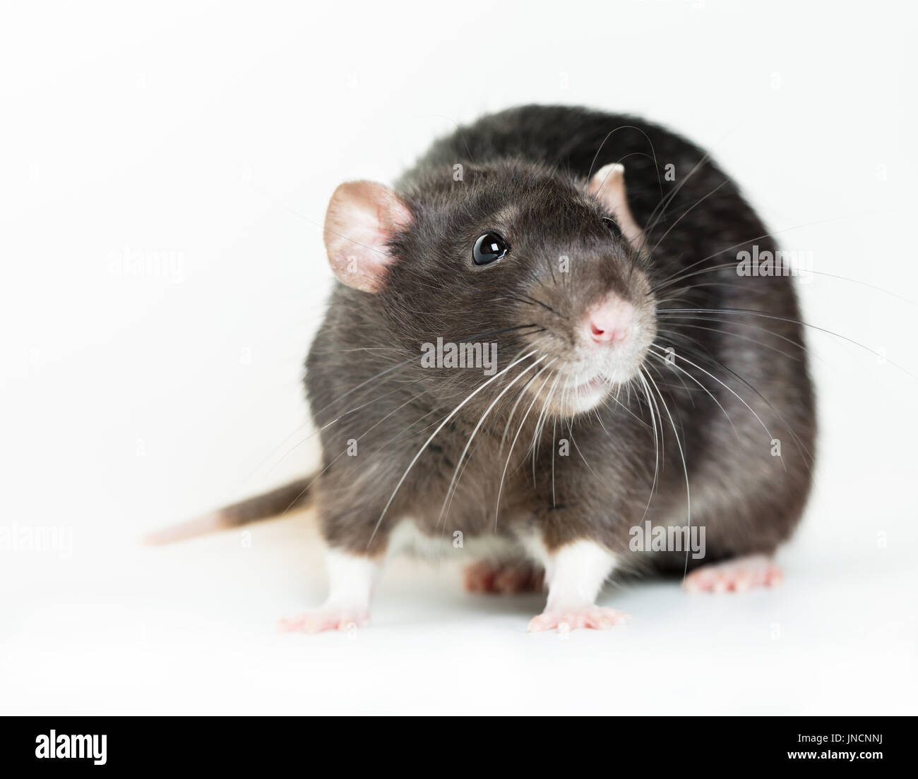 Animal gray rat close-up on white background Stock Photo - Alamy