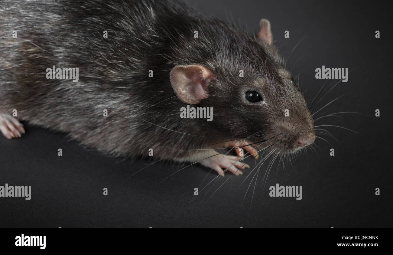 Animal gray rat close-up on a black background Stock Photo - Alamy
