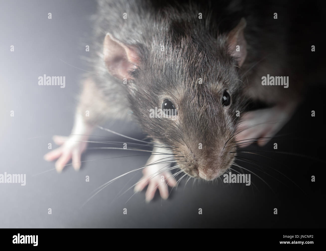 Animal gray rat close-up on a black background Stock Photo - Alamy