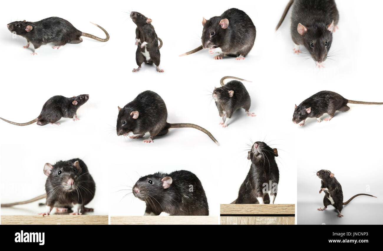 Gray rat in different poses on a white background Stock Photo - Alamy
