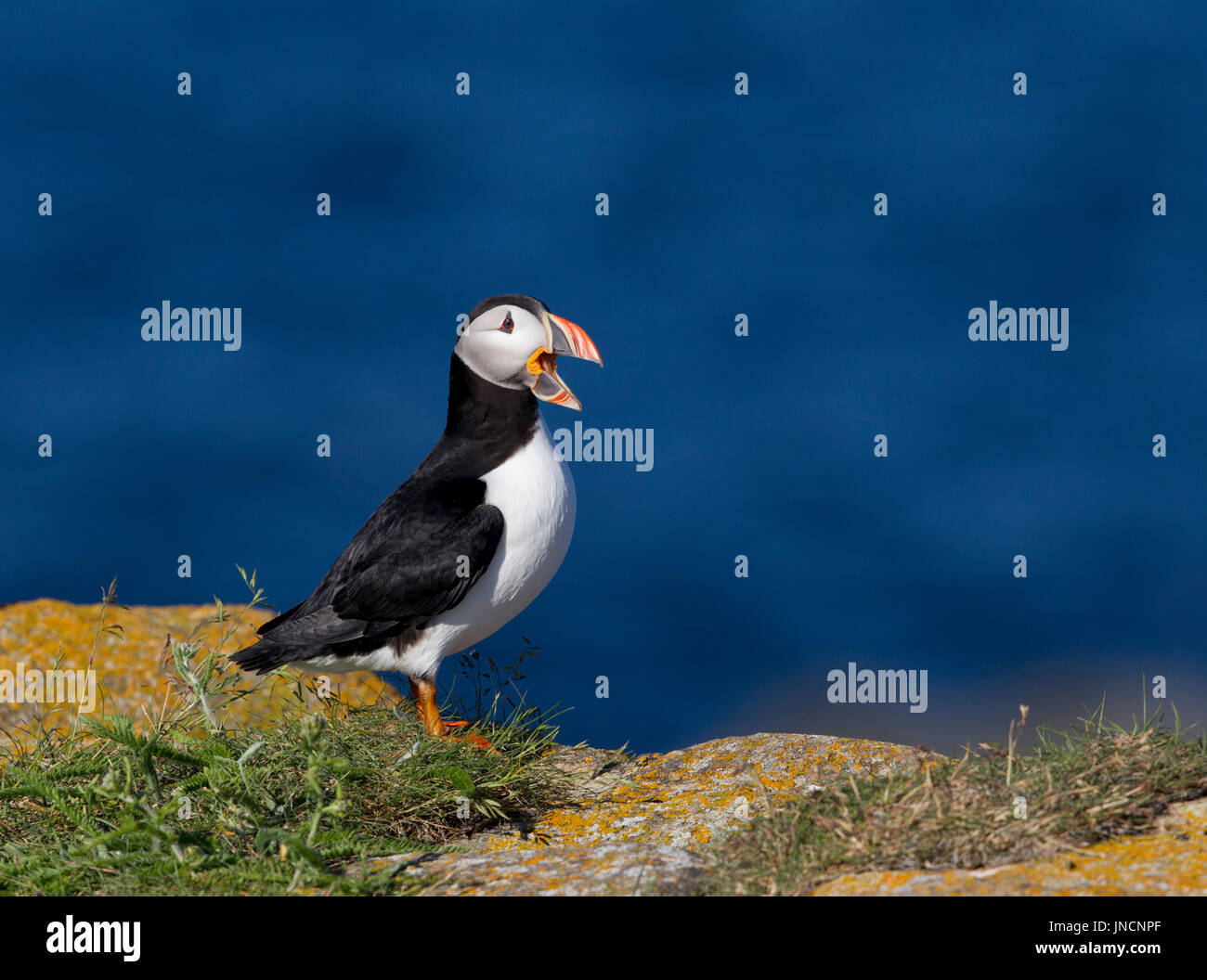 Single atlantic puffin with beak open hi-res stock photography and ...