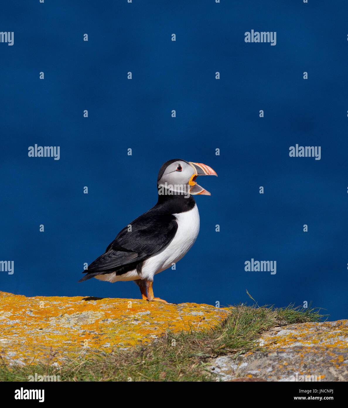 Puffin, Beak Open High Resolution Stock Photography and Images - Alamy