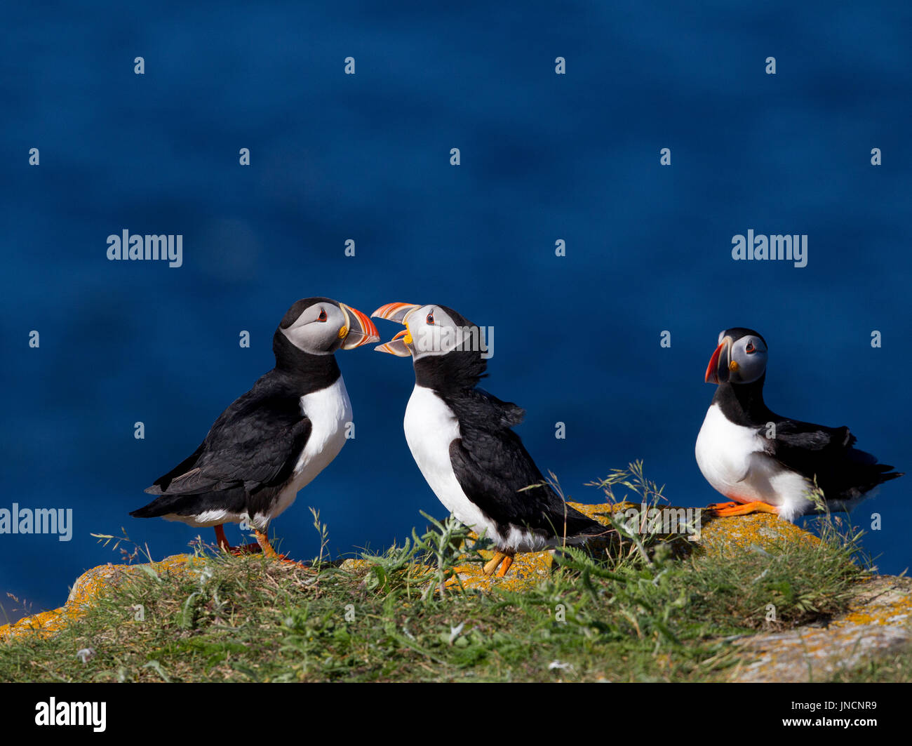 Atlantic Puffins Interacting Stock Photo - Alamy