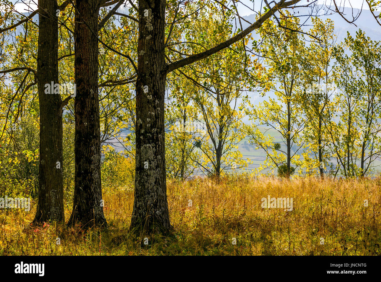 Trees romantic yellow nature hi-res stock photography and images - Alamy