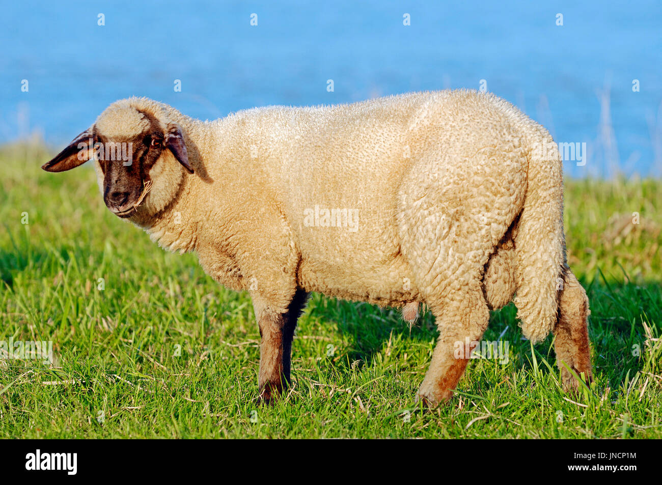German black headed mutton sheep hi-res stock photography and images ...