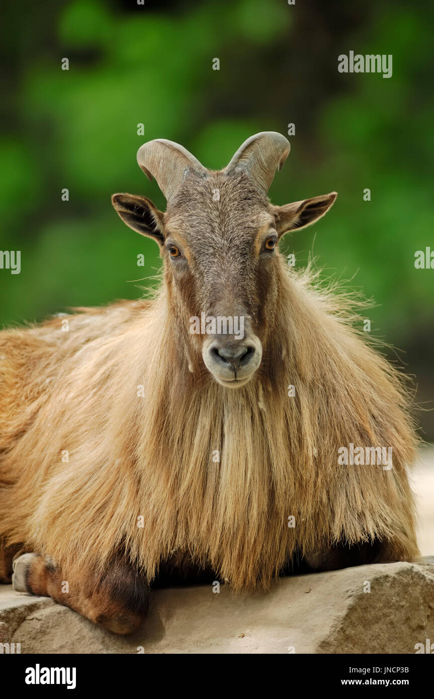 Himalayan Thar, male / (Hemitragus jemlahicus) | Himalaya-Thar ...