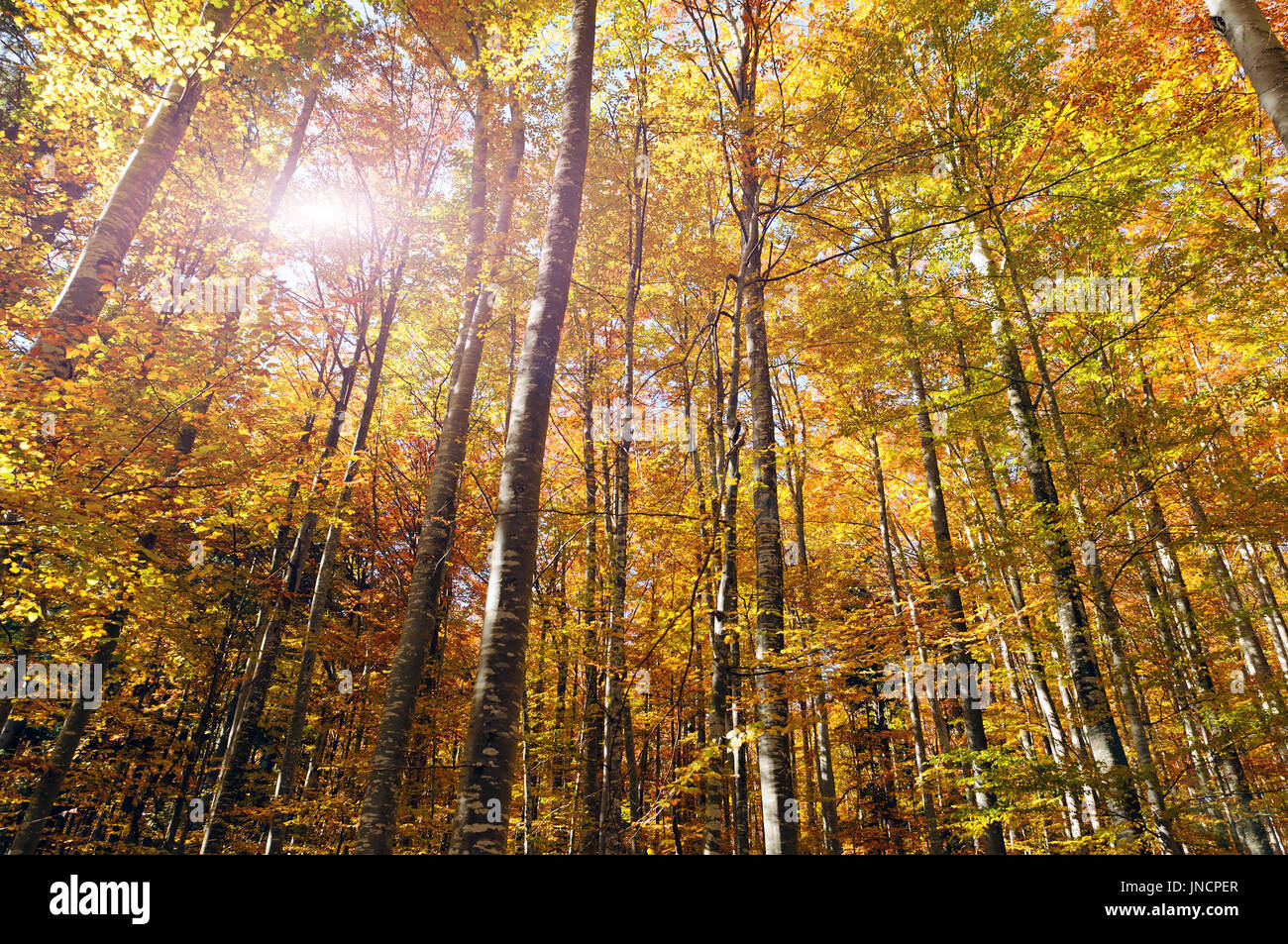 Beautiful golden forest treetops in fall like from fairy tale Stock ...