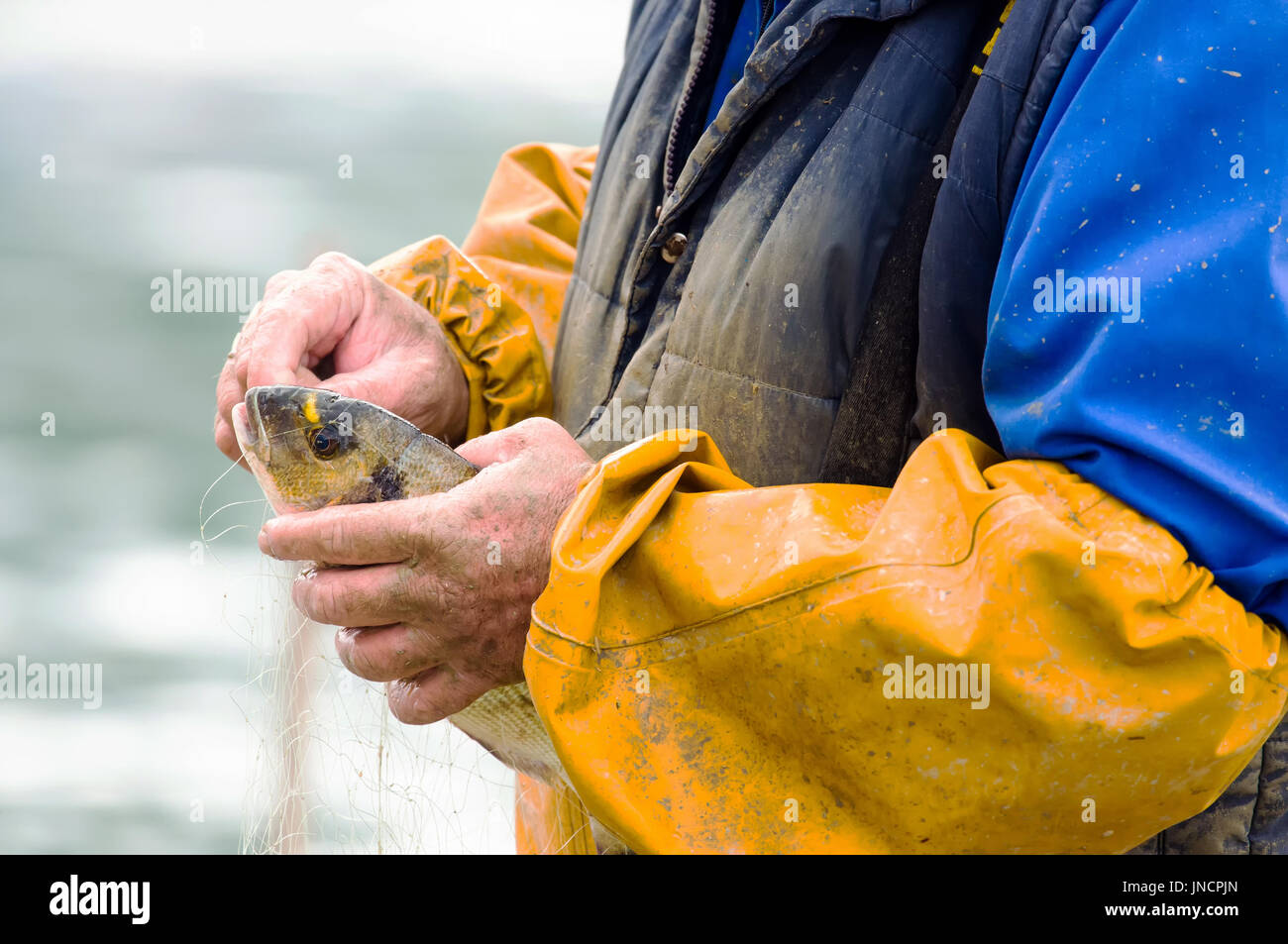 Fisherman is removing a fish from the fishing net Stock Photo - Alamy