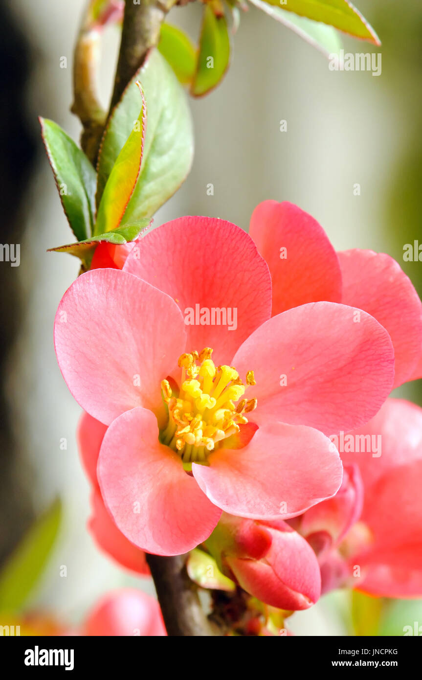 Flowering quince (Chaenomeles speciose) in blooming Stock Photo - Alamy