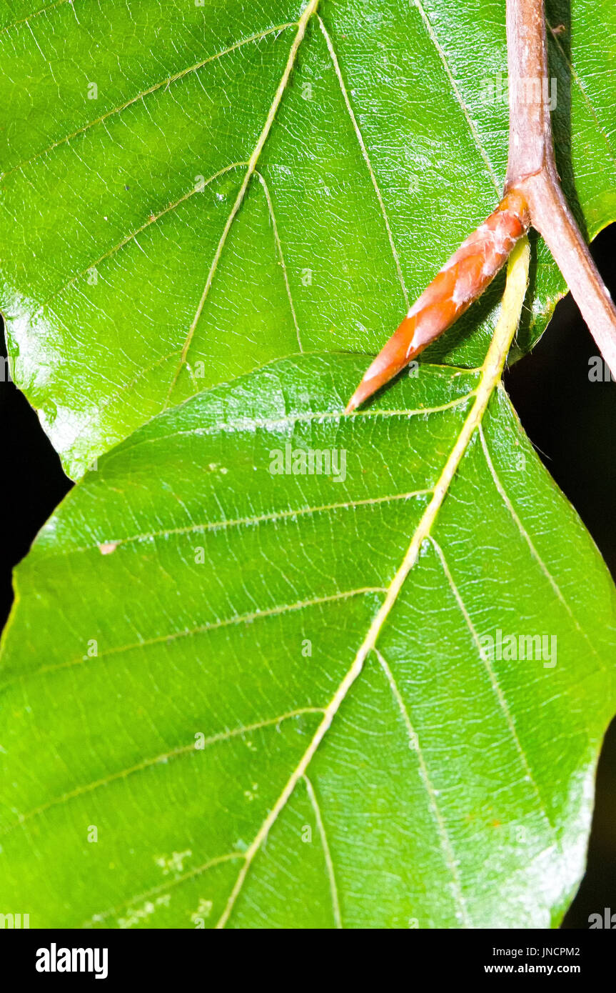 Beech leaf venation hi-res stock photography and images - Alamy