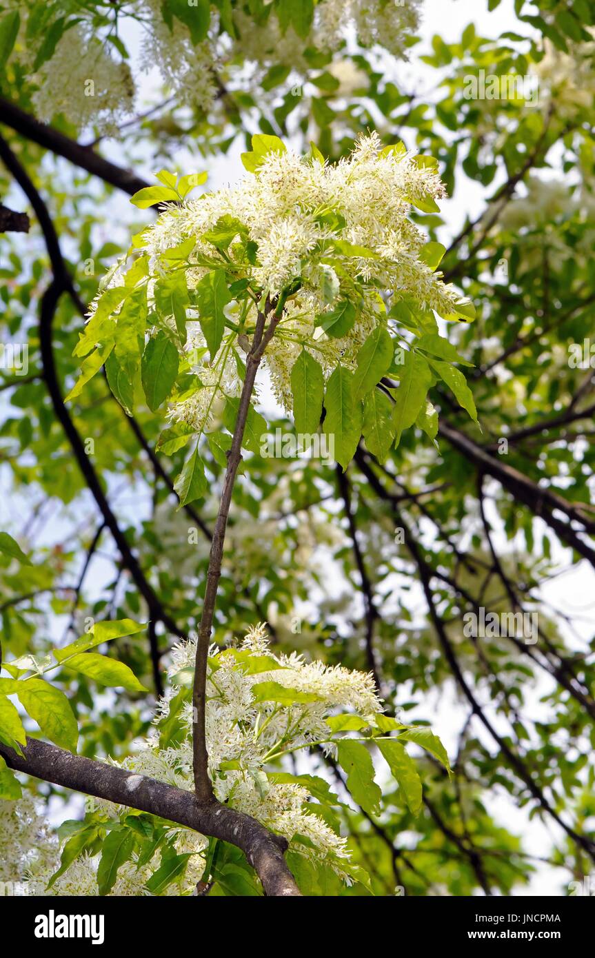 Fraxinus Excelsior Flower