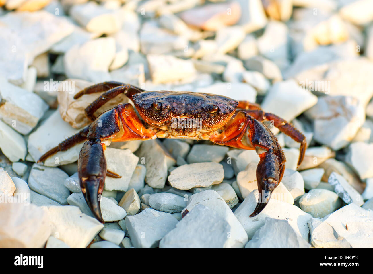 Rocky shore hermit crab hi-res stock photography and images - Alamy