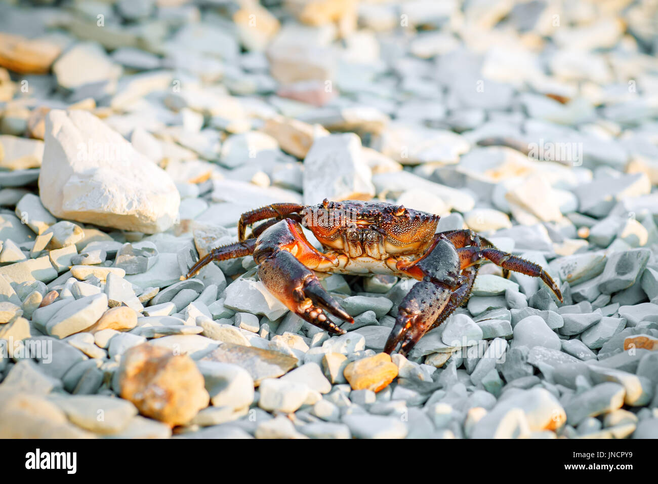 Rocky Seashore Crab